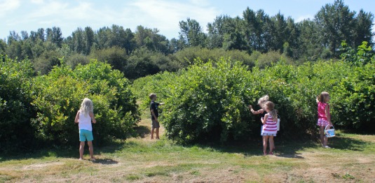 Charlottes Blueberry Park in Tacoma - Free Blueberry Picking - Thrifty ...