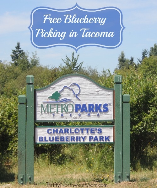 Charlottes Blueberry Park in Tacoma - Free Blueberry Picking - Thrifty ...