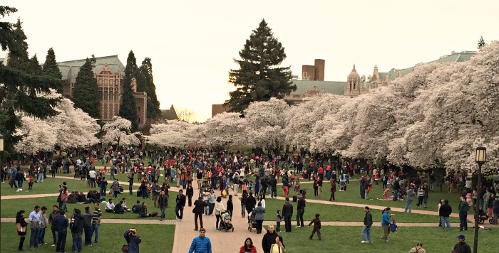 Cherry Blossom Viewing at the University of Washington - Tips on ...