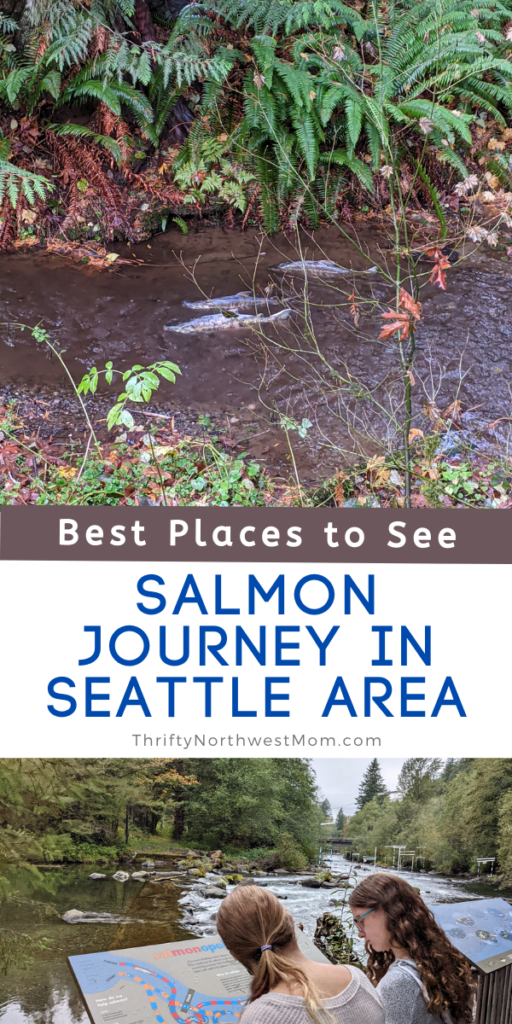 Best Places to See Salmon Migration in Seattle Area - Thrifty NW Mom